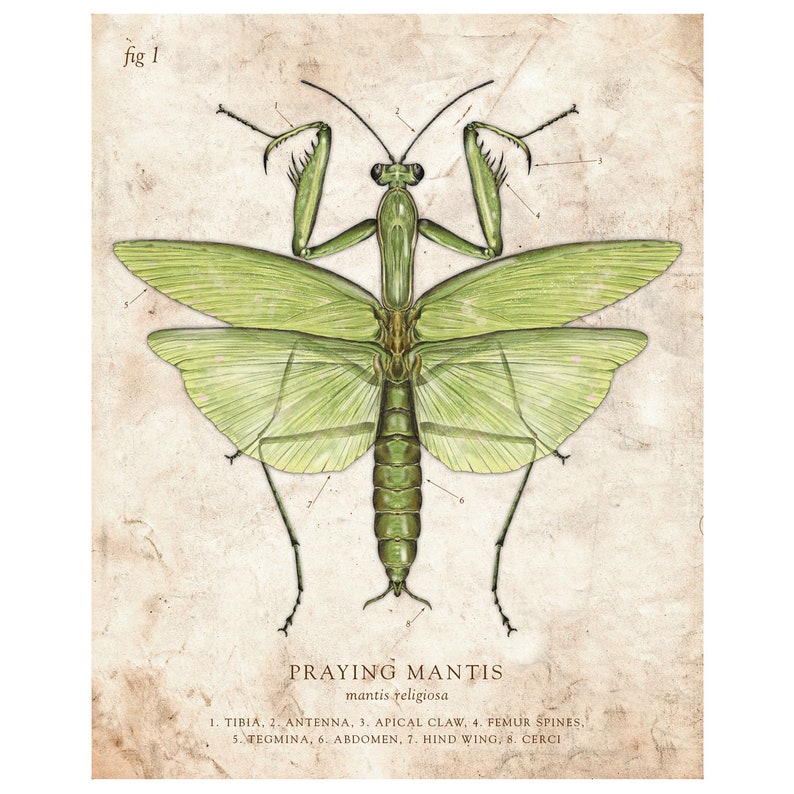Praying Mantis Vintage Style Scientific Illustration 8x10 - Etsy