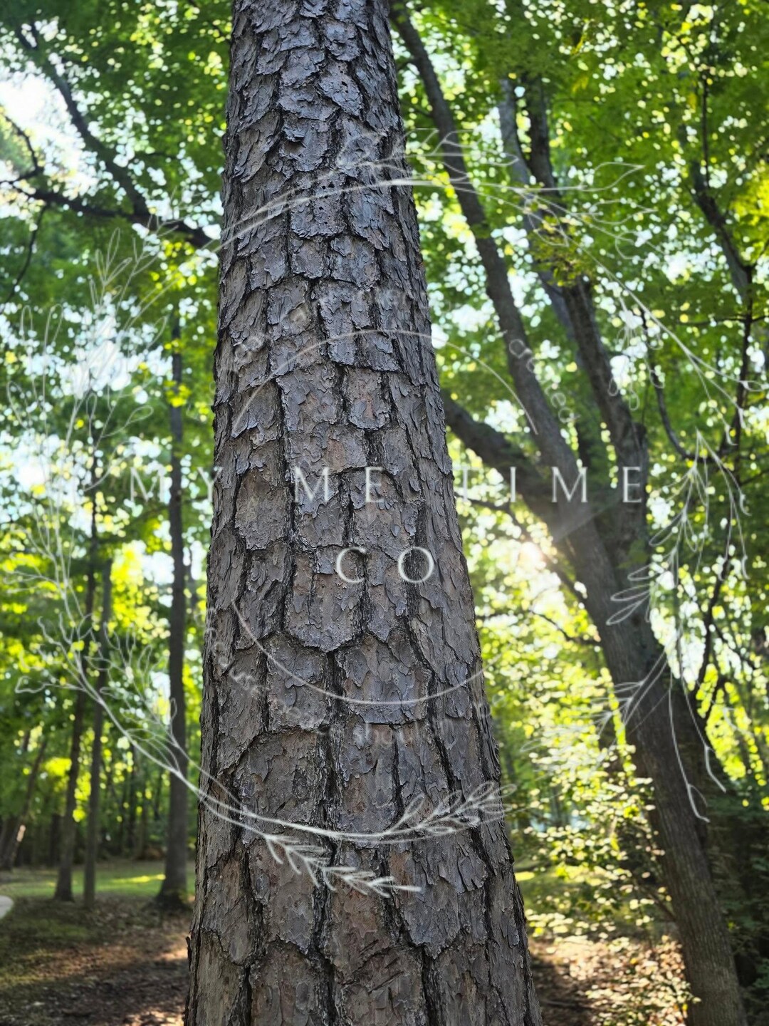 Tree Trunk Digital Photo - Etsy