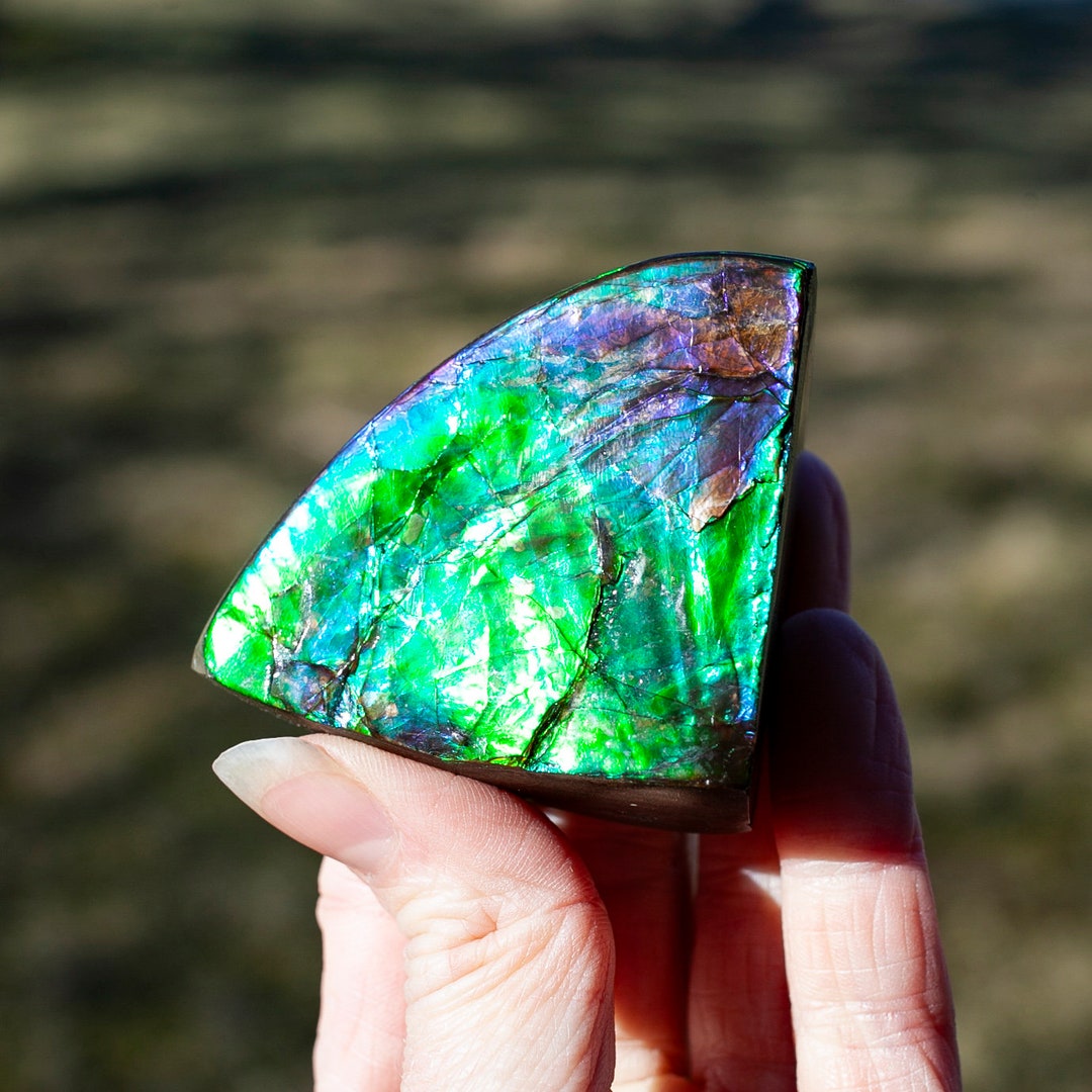 Ammolite, Green Ammolite Freeform. Ammolite Stone, Opalized Ammonite ...
