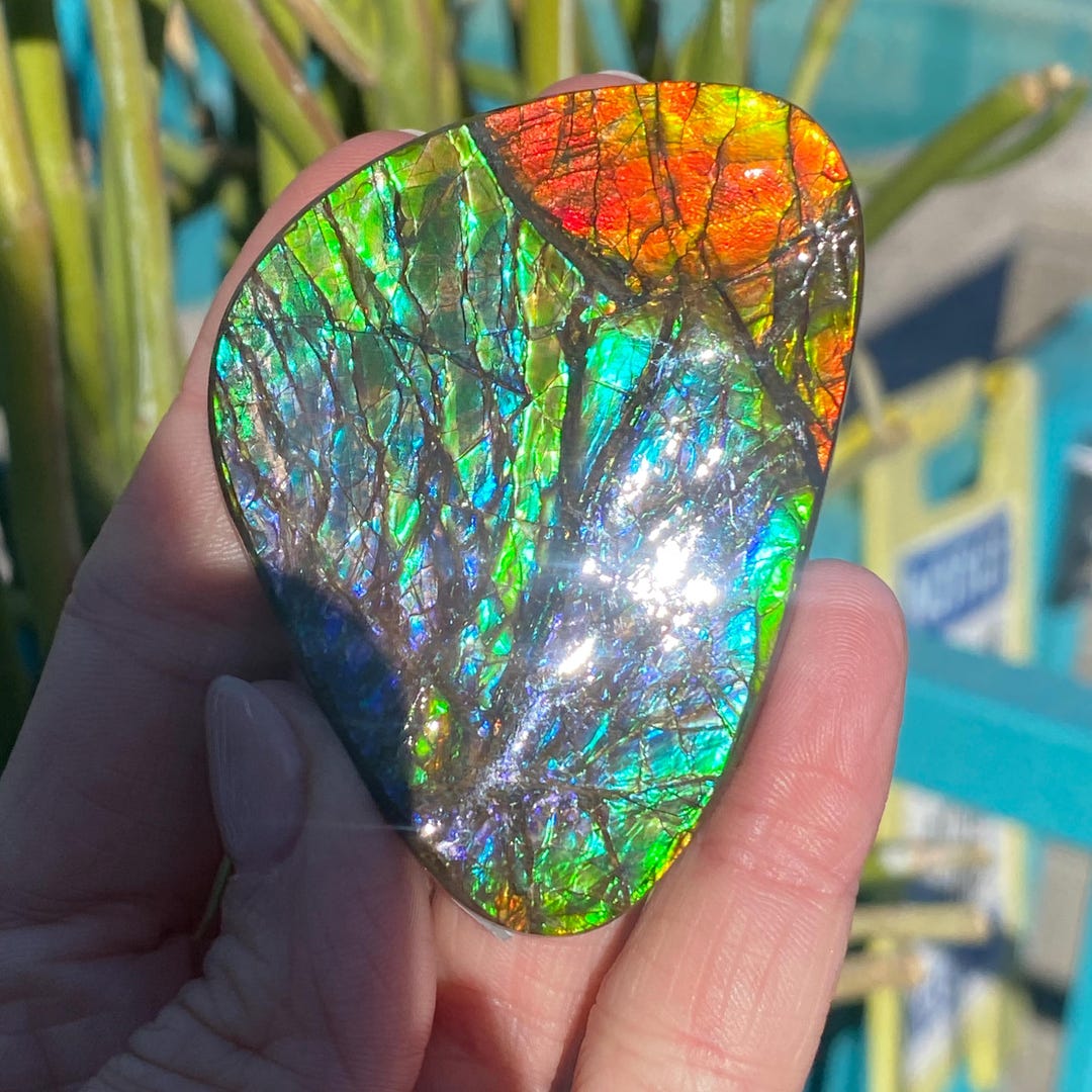 Ammolite, Rainbow Ammolite, Unique, Ammolite Palm Stone, Ammonite ...
