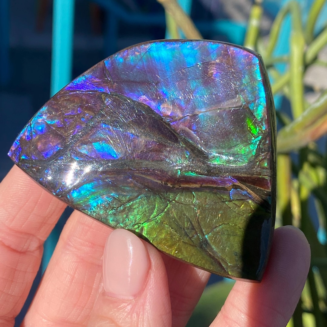 Ammolite, Rainbow Ammolite, Unique, Ammolite Palm Stone, Ammonite ...