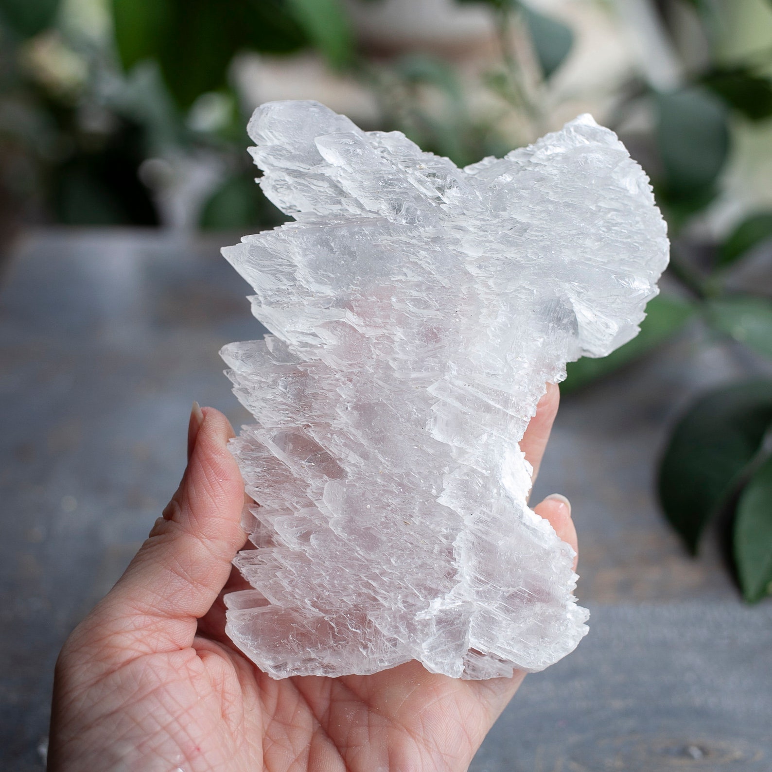 Fishtail Selenite Large Selenite Crystal Angel Wing | Etsy