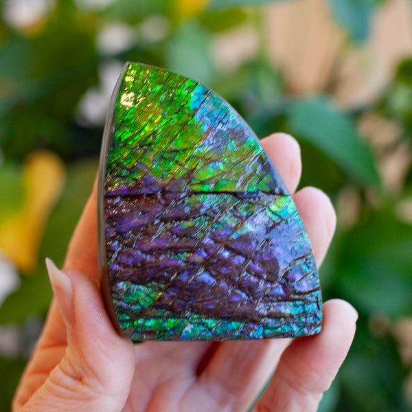 Ammolite - Etsy
