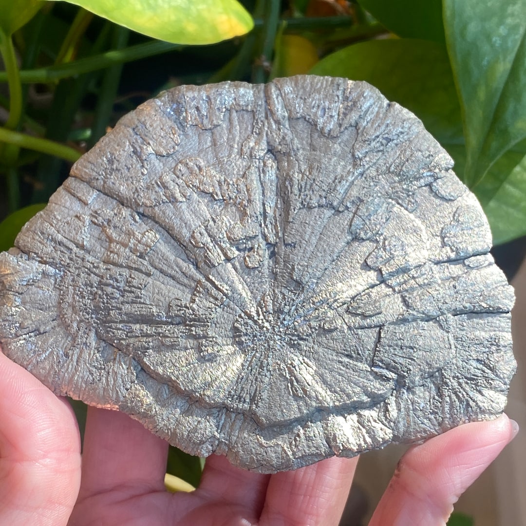 Large Pyrite Sun, Specimen, Pyrite Sand Dollar, USA Minerals, Gold ...
