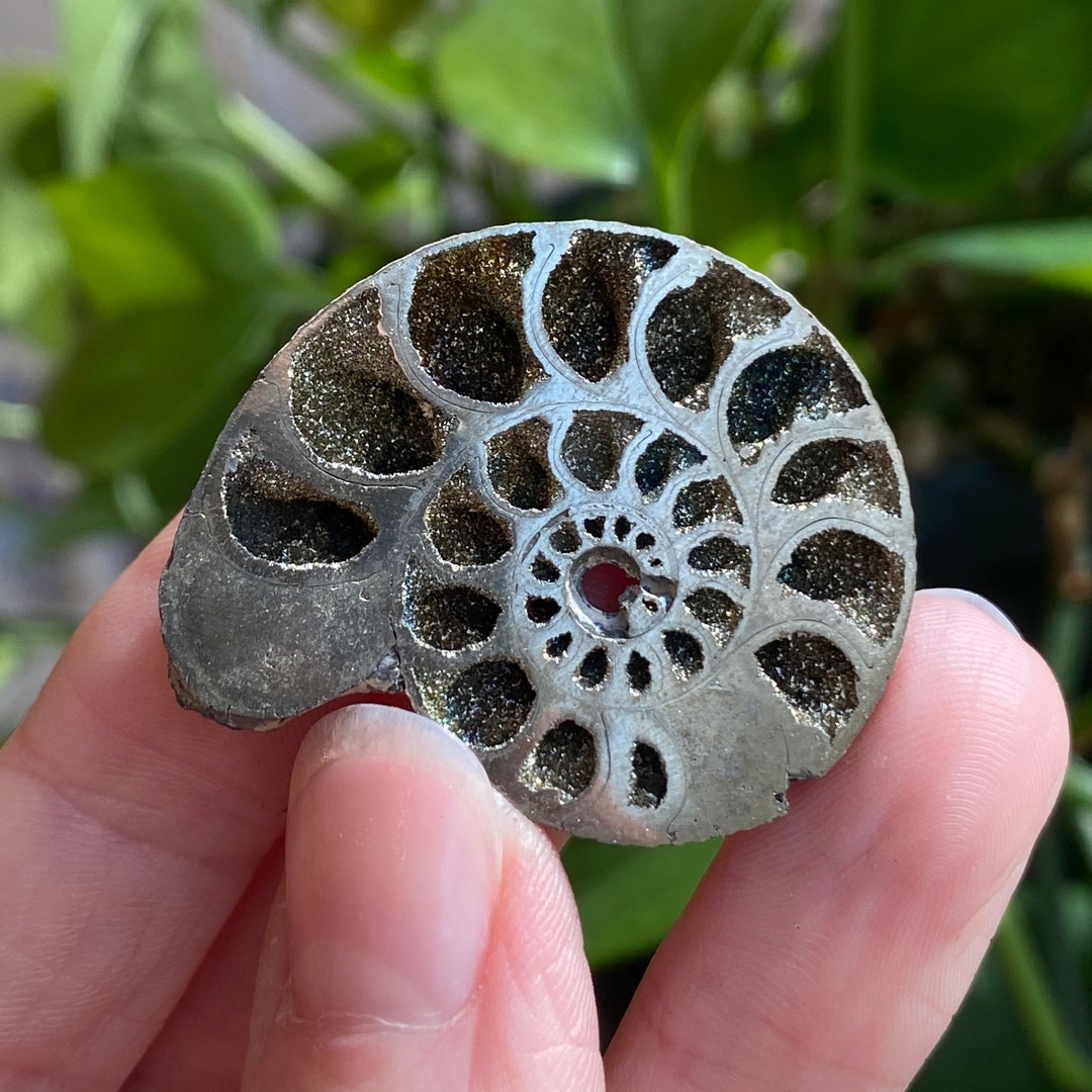 Pyritized Ammonite Fossil, Pyrite Ammonite, Russian Ammonite, Pyritized ...