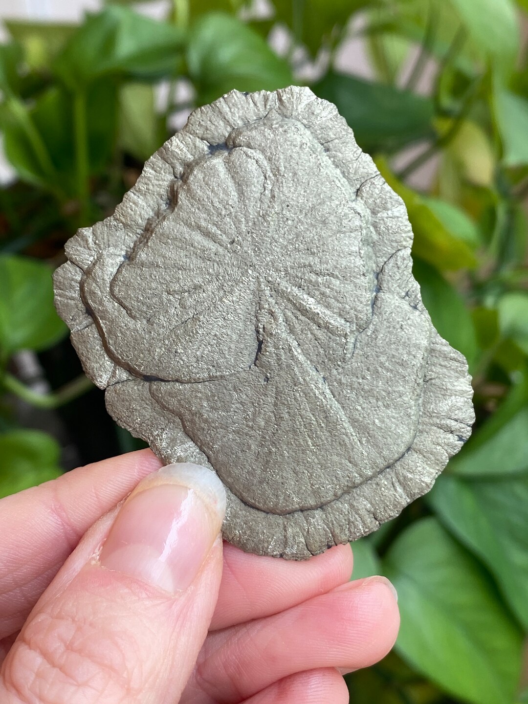 Pyrite Sun, Specimen, Pyrite Sand Dollar,,usa Minerals, Gold Pyrite ...