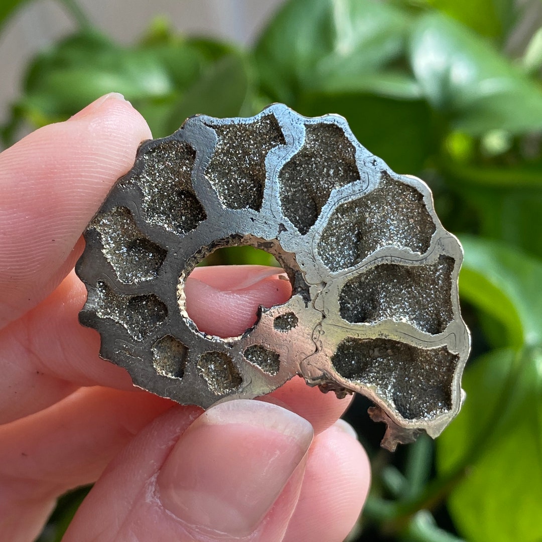 Pyritized Ammonite Fossil, Pyrite Ammonite, Russian Ammonite, Pyritized ...