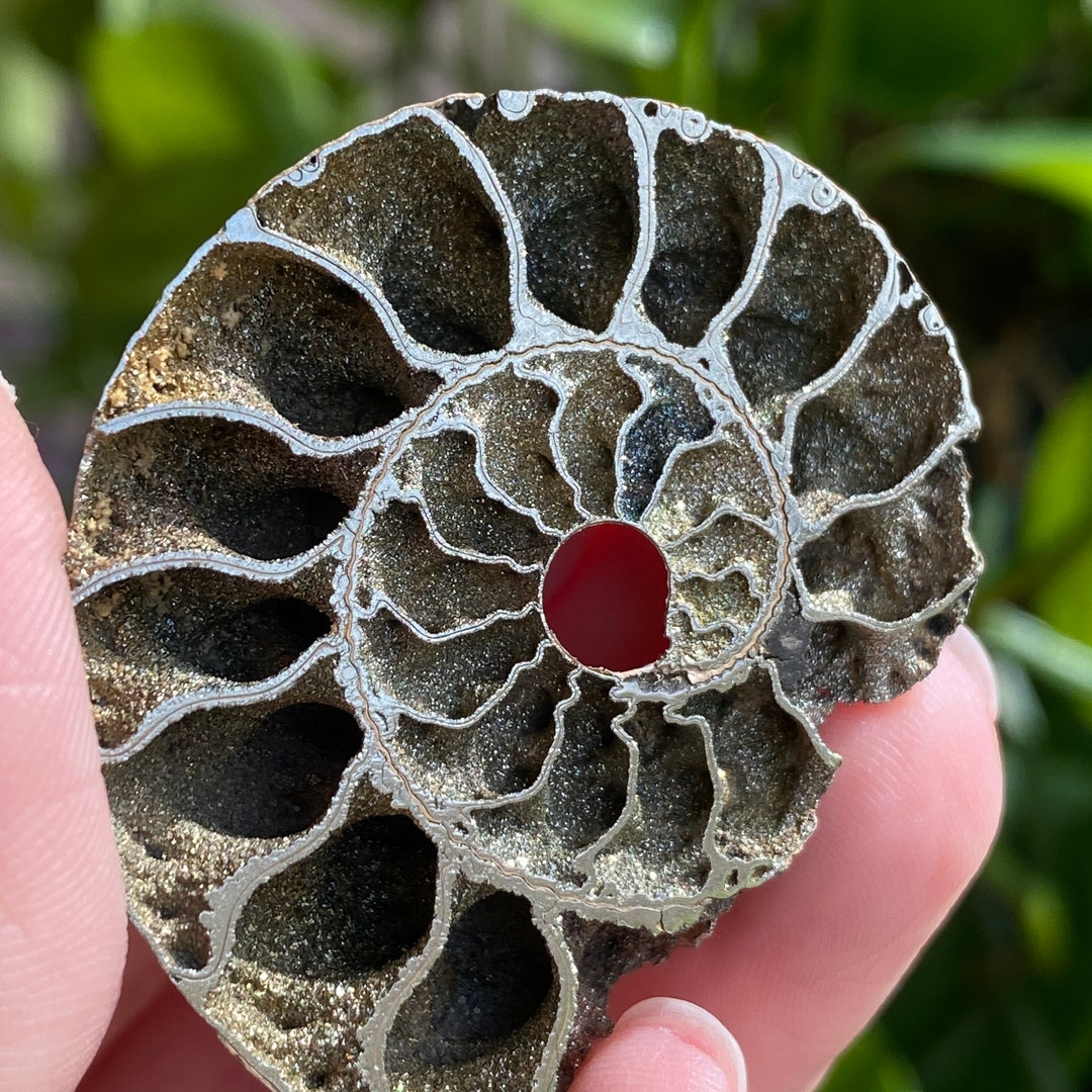 Pyritized Ammonite Fossil, Pyrite Ammonite, Russian Ammonite, Pyritized ...