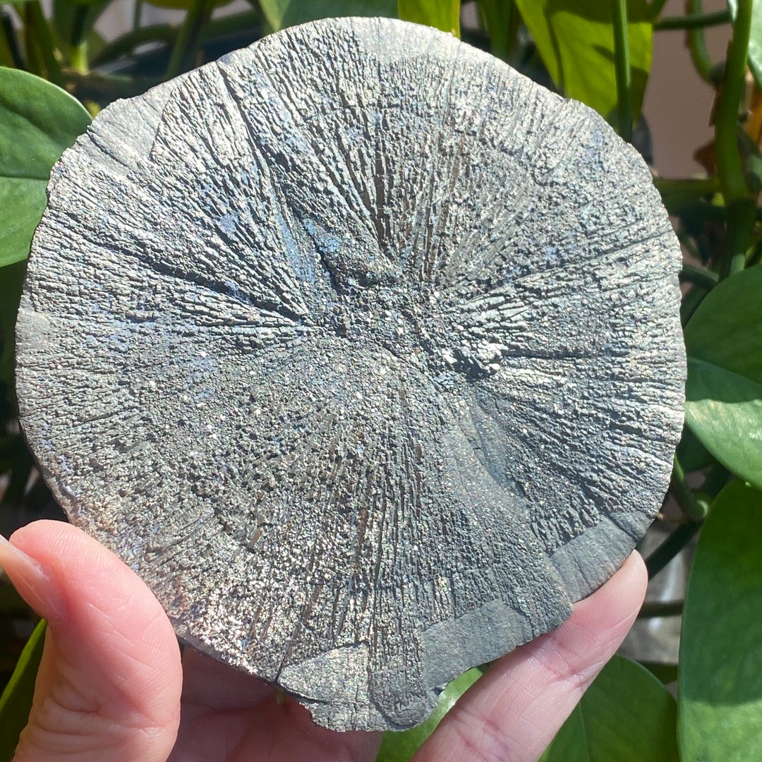 Large Pyrite Sun, Specimen, Pyrite Sand Dollar, USA Minerals, Gold ...