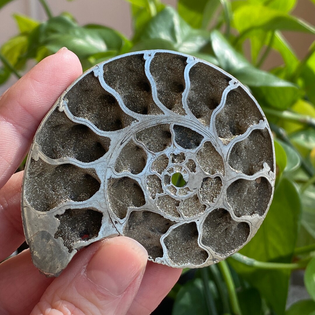 Pyritized Ammonite Fossil, Pyrite Ammonite, Russian Ammonite, Pyritized ...