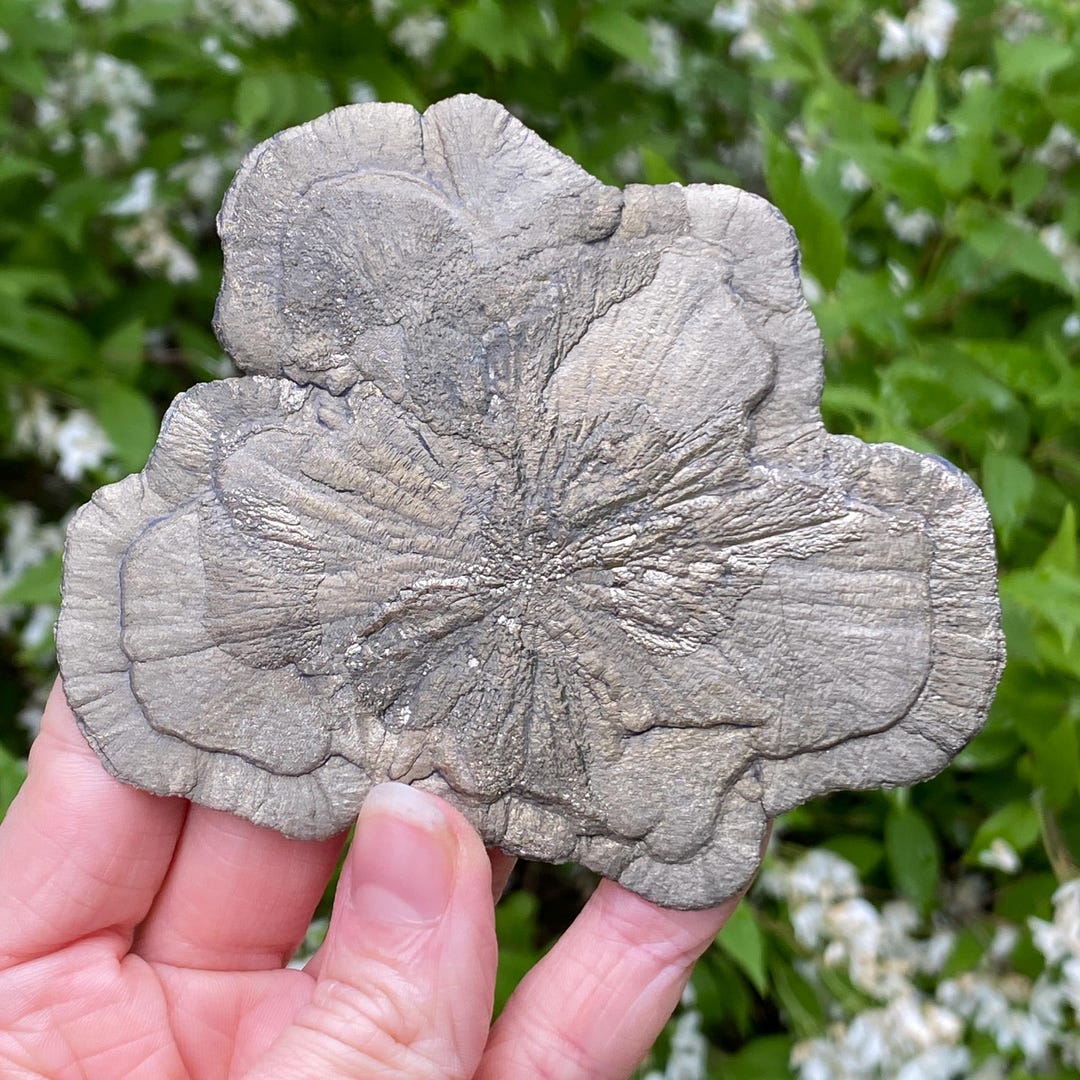 Pyrite Sun, Pyrite Specimen, Pyrite Sand Dollar,, USA Minerals, Gold ...