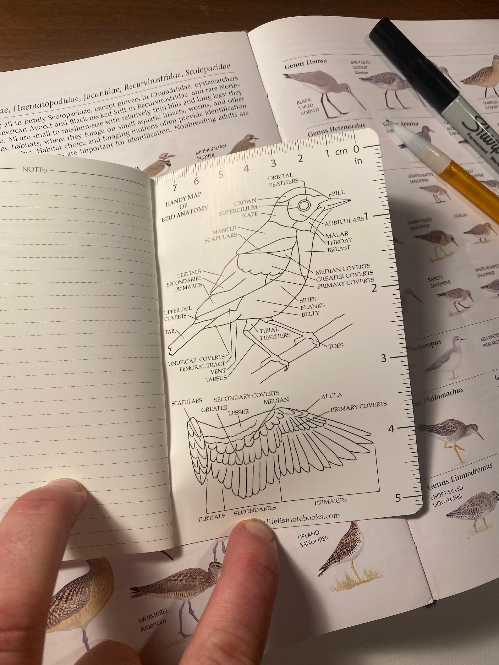 Waterproof Pocket Birding Notebook - Common Loon - Etsy