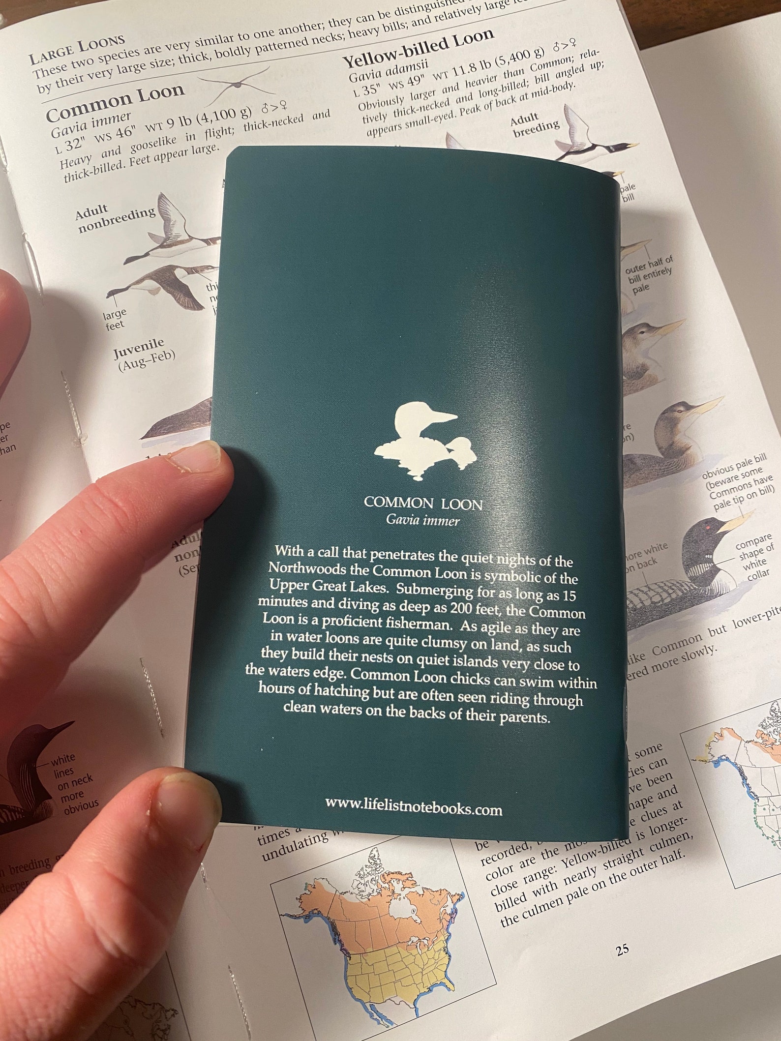Waterproof Pocket Birding Notebook - Common Loon - Etsy