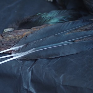 Raven Feathers Wallpaper