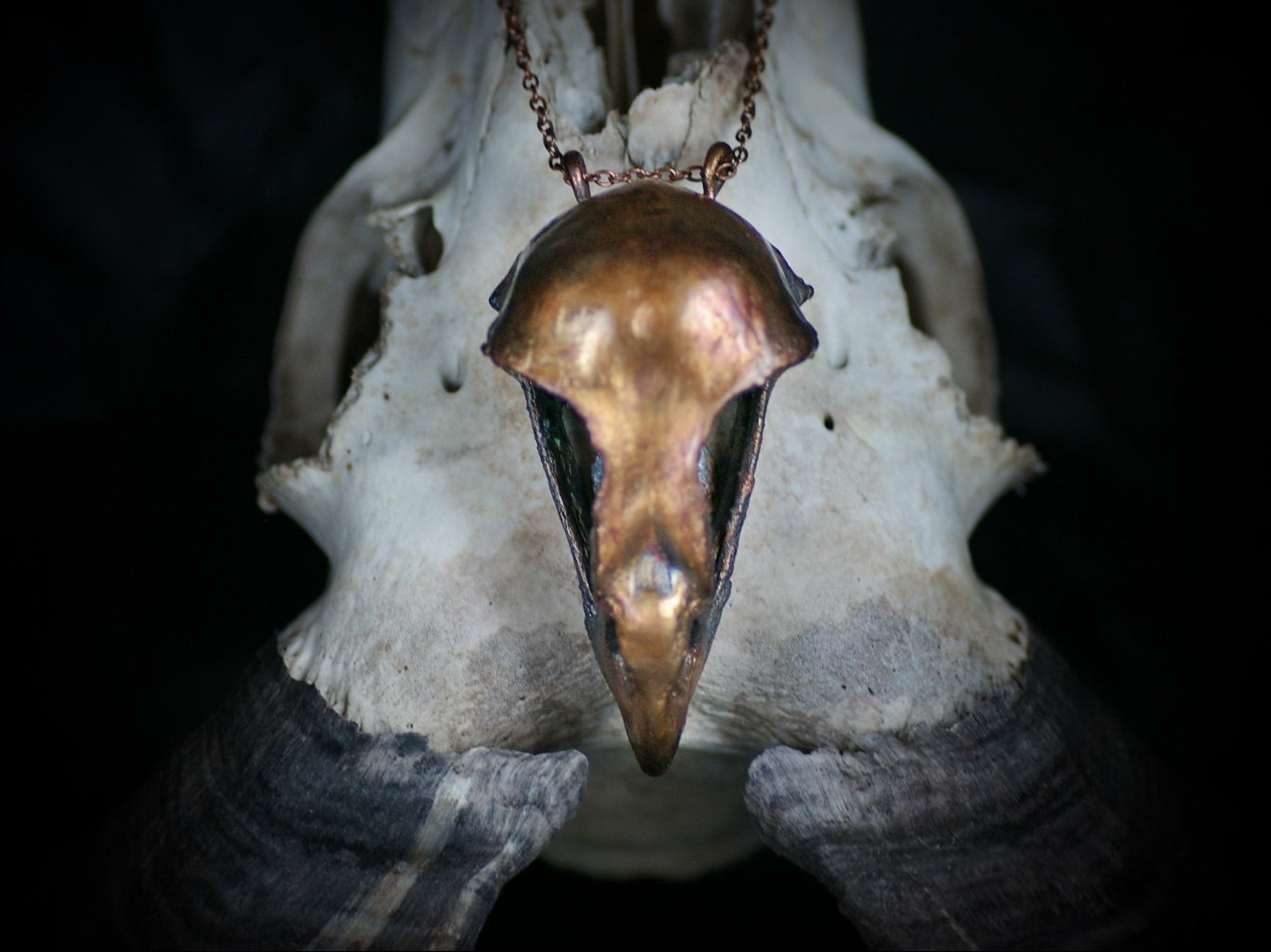 Halloween Present_real Hawk Skull - Etsy