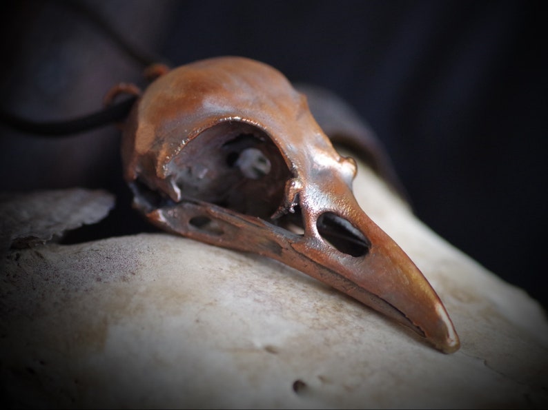Halloween present_real bird skull | Etsy