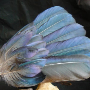 Raven, Crow Feathers Smudge Fan_witchcraft_shaman_wiccan_pagan_altar ...
