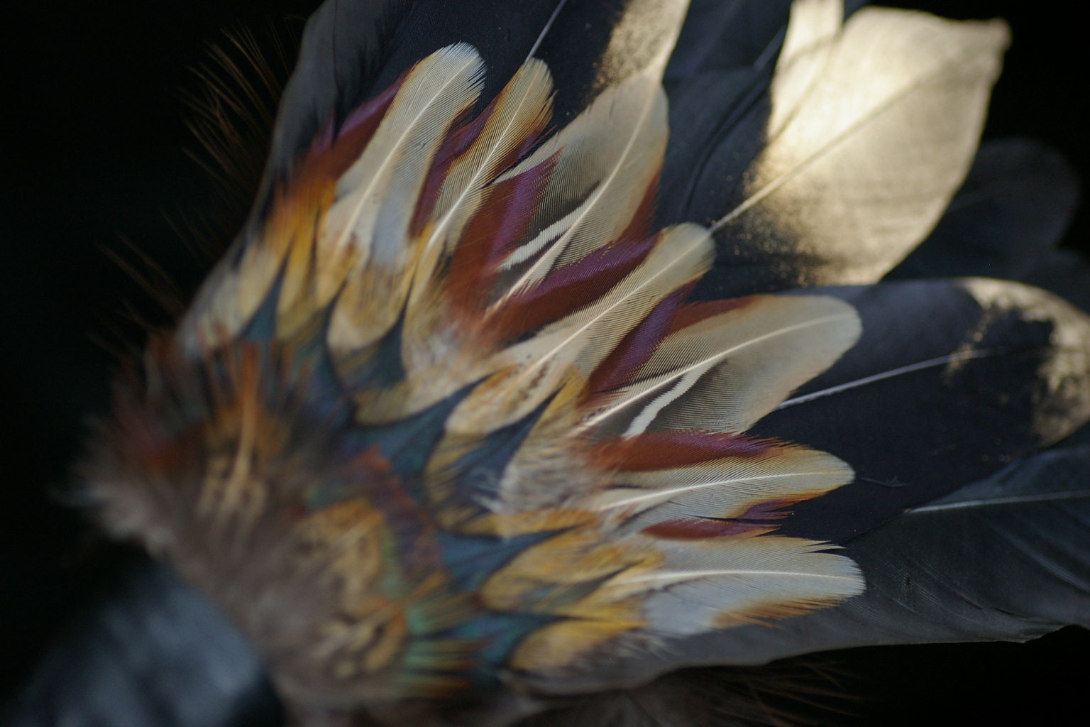 Raven, Crow, Goose, Pheasant, Rooster Feathers Smudge Fan_witchcraft ...