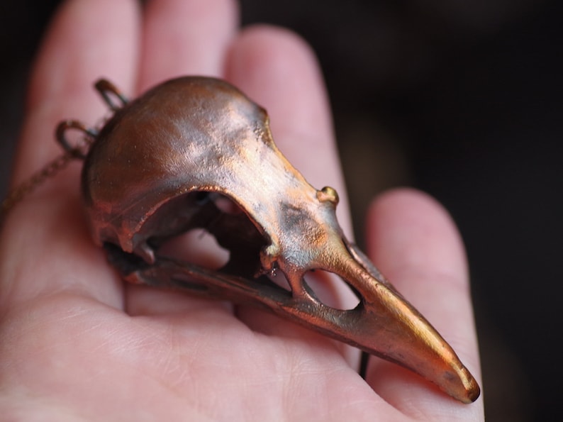 Halloween present_real bird skull | Etsy