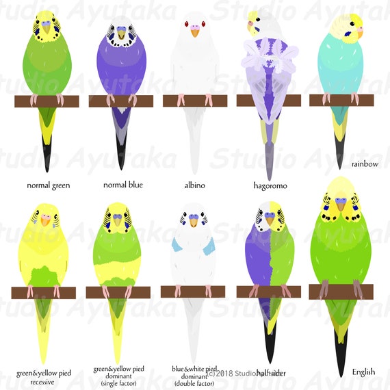 Parakeet Color Chart