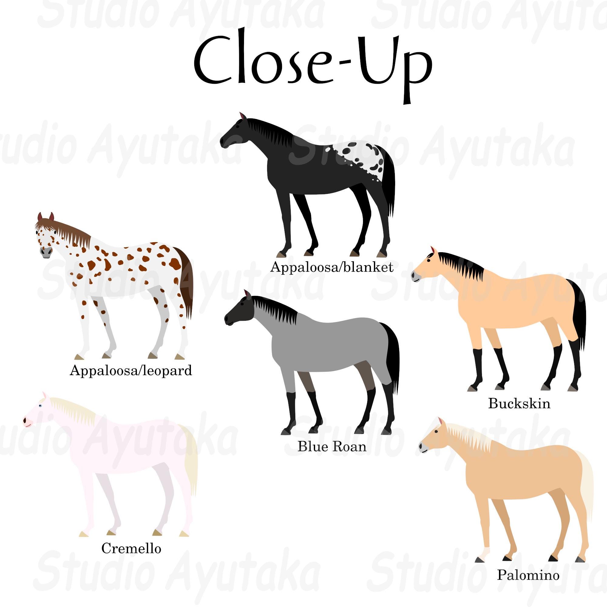 Buckskin Horse Color Chart