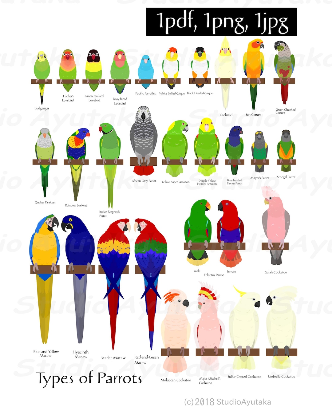 Types of Parrots Chart, Cartoon Parrots Chart, Digital Design, Jpg, Pdf ...