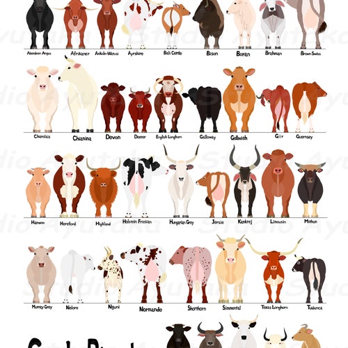 46 Breeds of Sheep Chart Svg Png Jpg 1620 - Etsy 46 Breeds of Sheep Chart Svg Png Jpg 1620 - Etsy