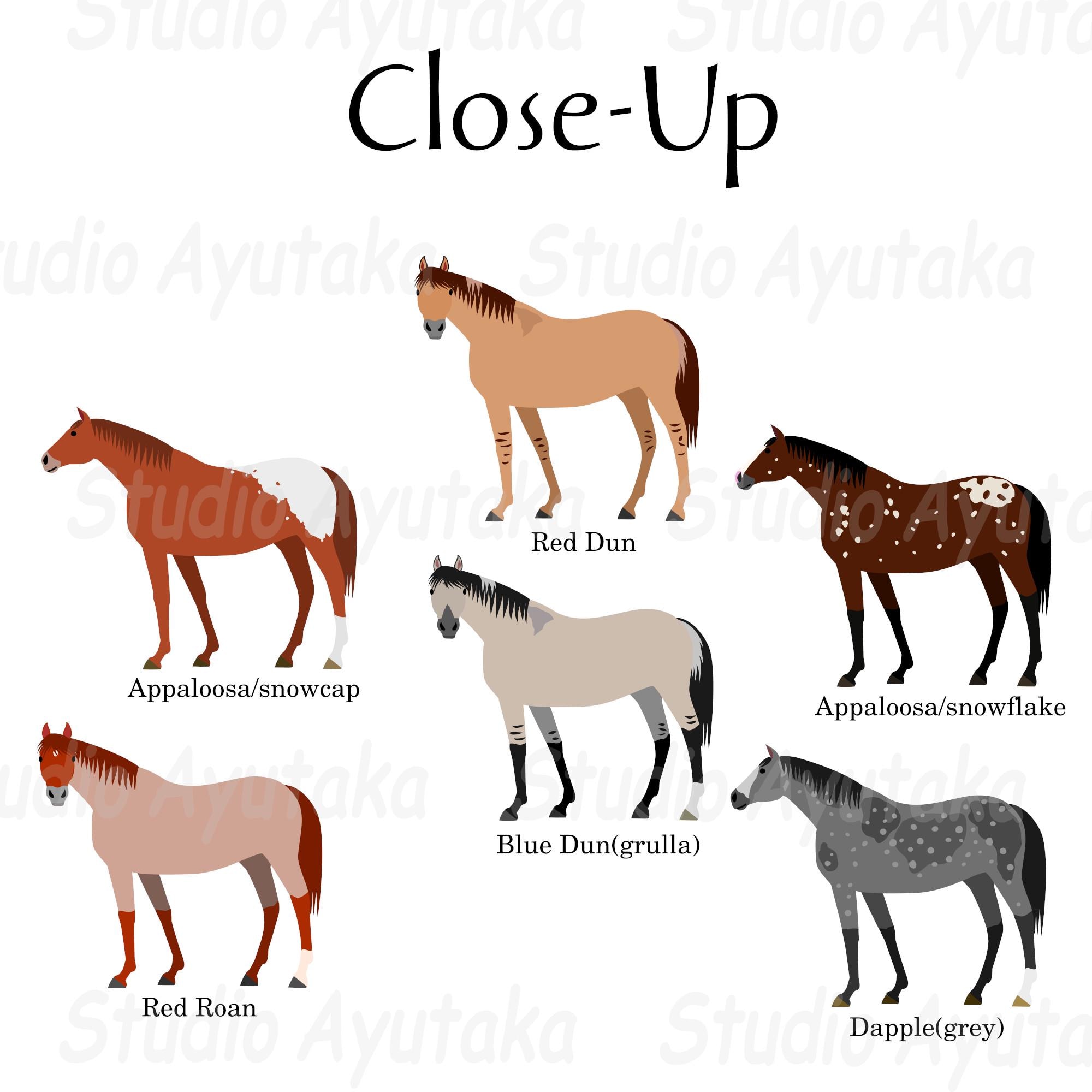 Red Dun Horse Color Chart