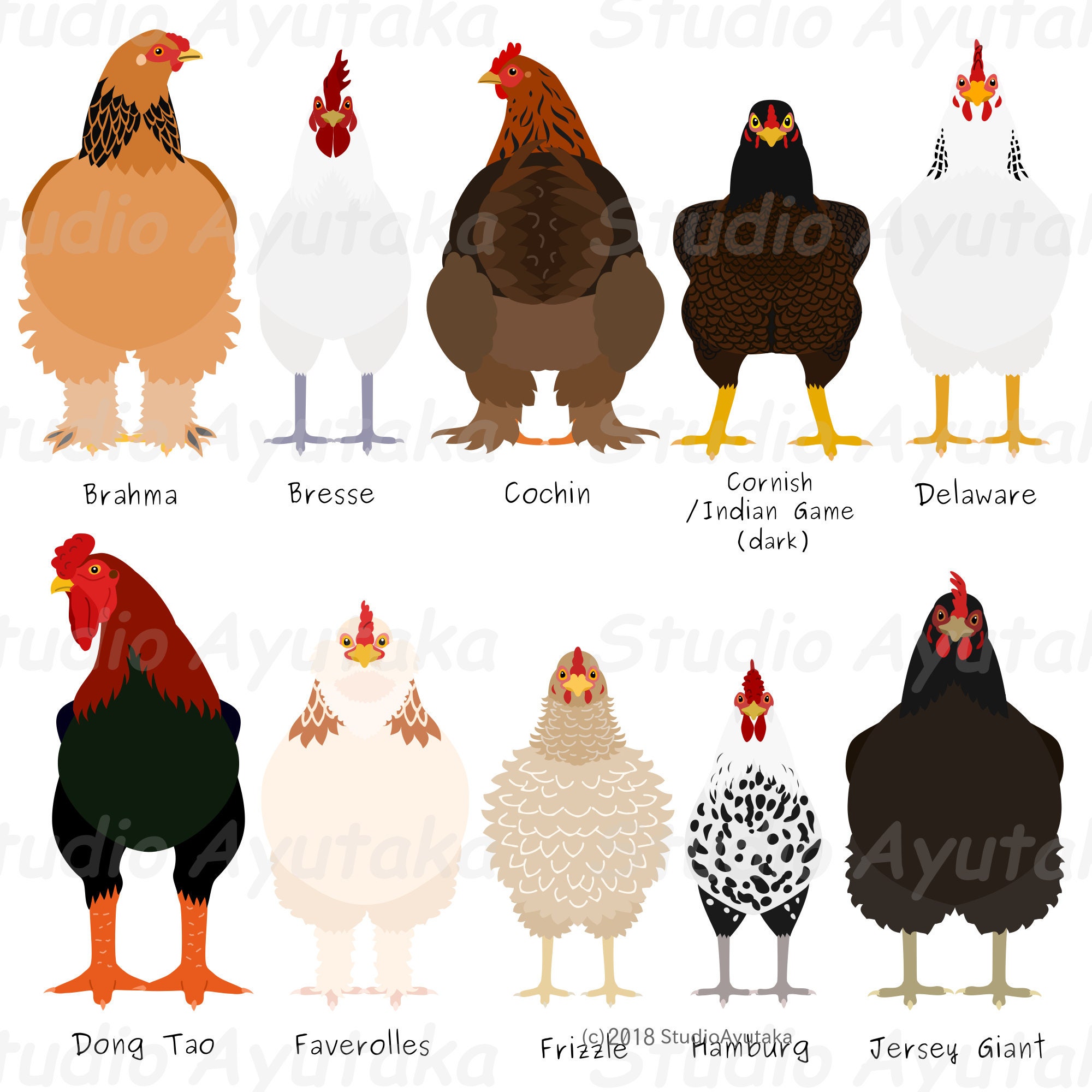 AY 49 Breed Chickens Big Bundle Svg Png - Etsy