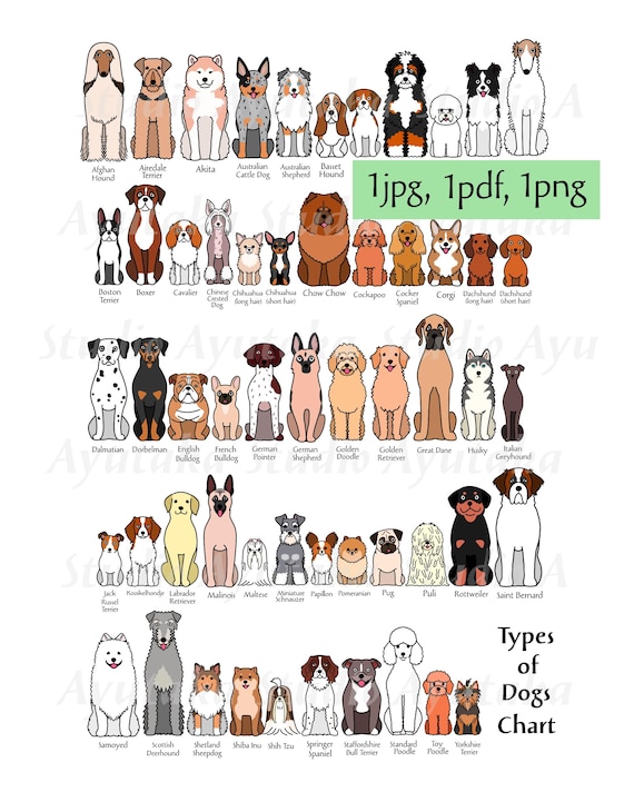 Types Of Dogs And Pictures With Names