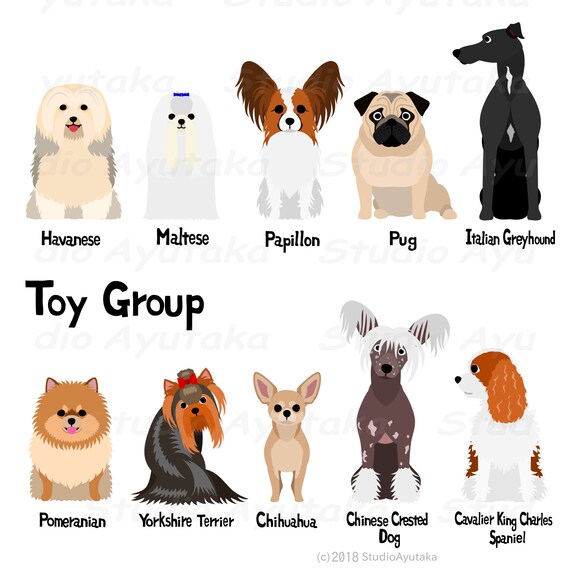 What Are The 7 Groups Of Dogs