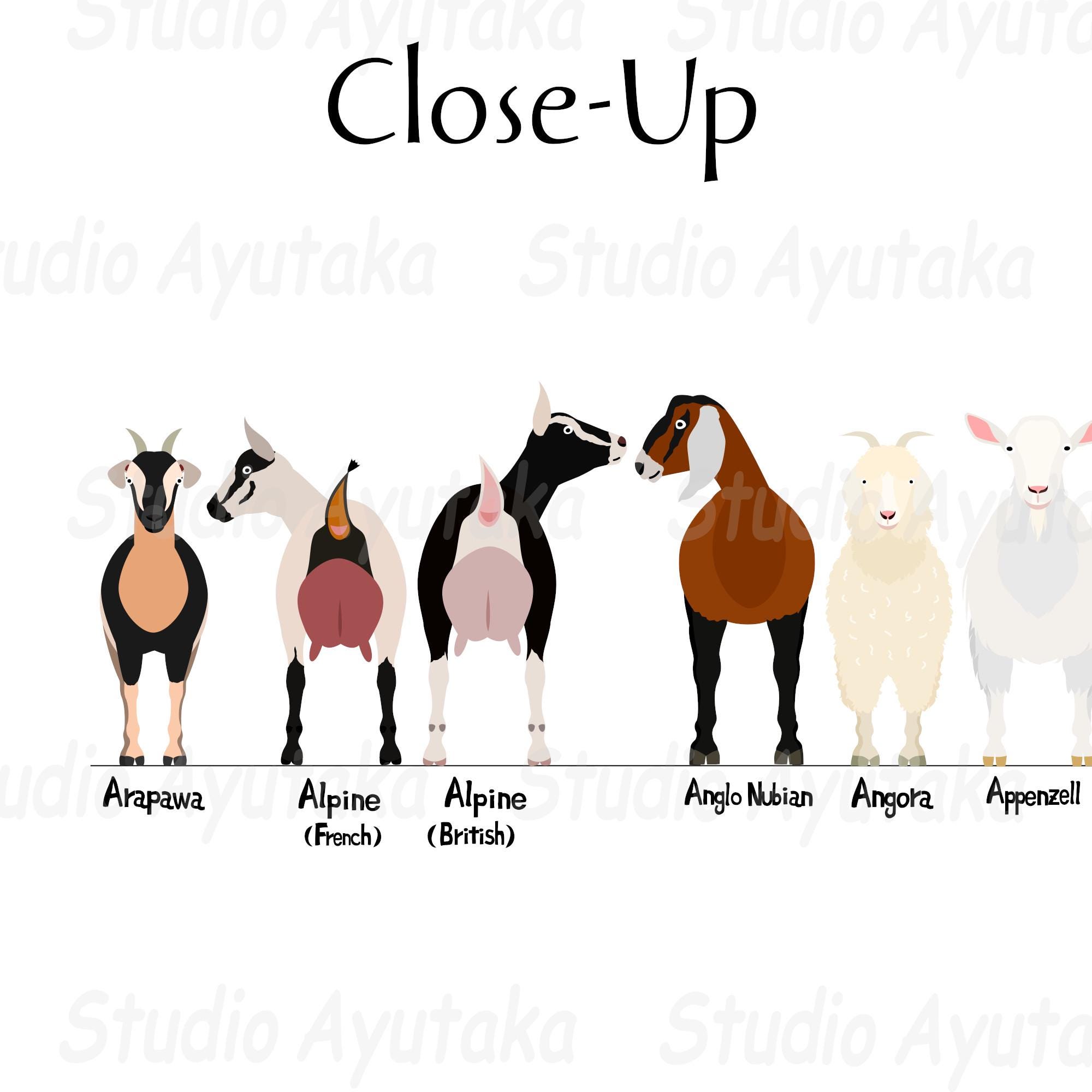 45 Breeds of Goat Digital Chart, Svg, Jpg, Png, 16*20" - Etsy