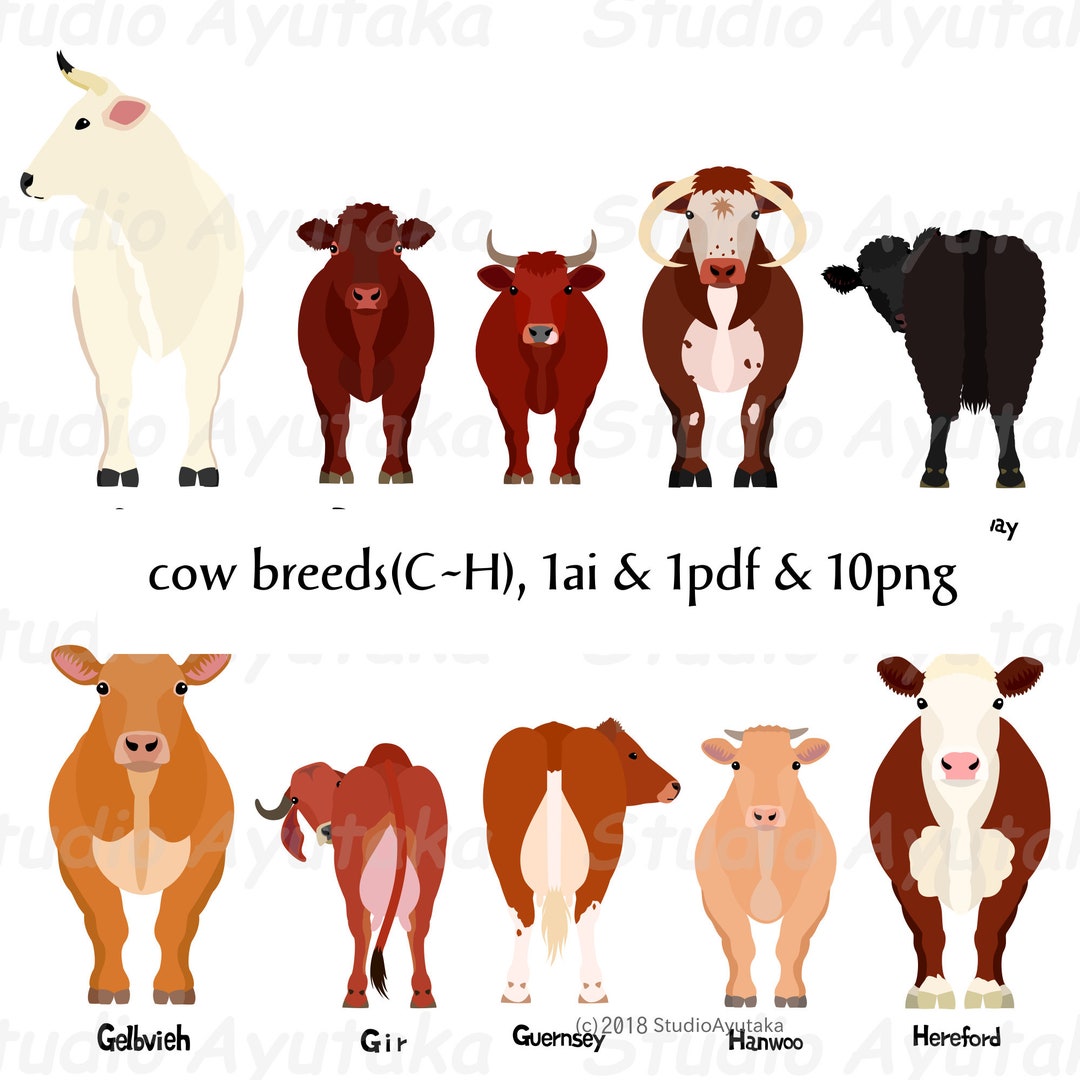 Cow Breed C~H Bundle, Ai, Pdf, Png - Etsy