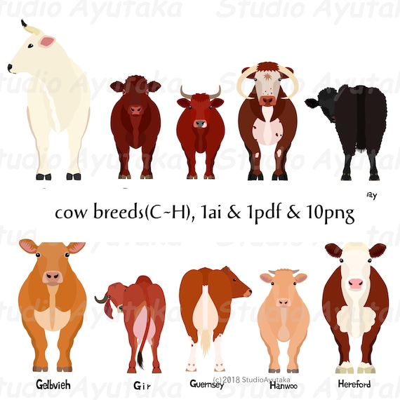 Cow Breed CH Bundle Ai Pdf Png - Etsy