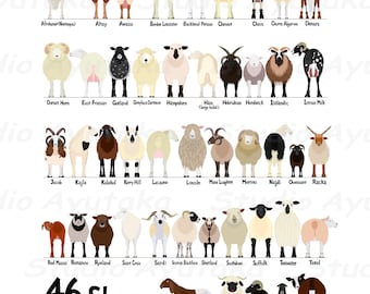 Sheep Breeds | Etsy