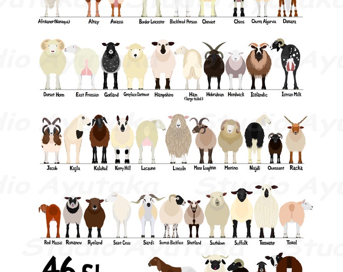British Sheep Breeds Print - Etsy UK
