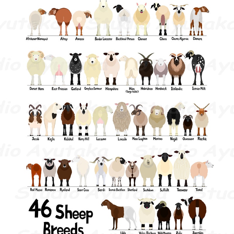 Scottish Breeds of Sheep - Etsy UK