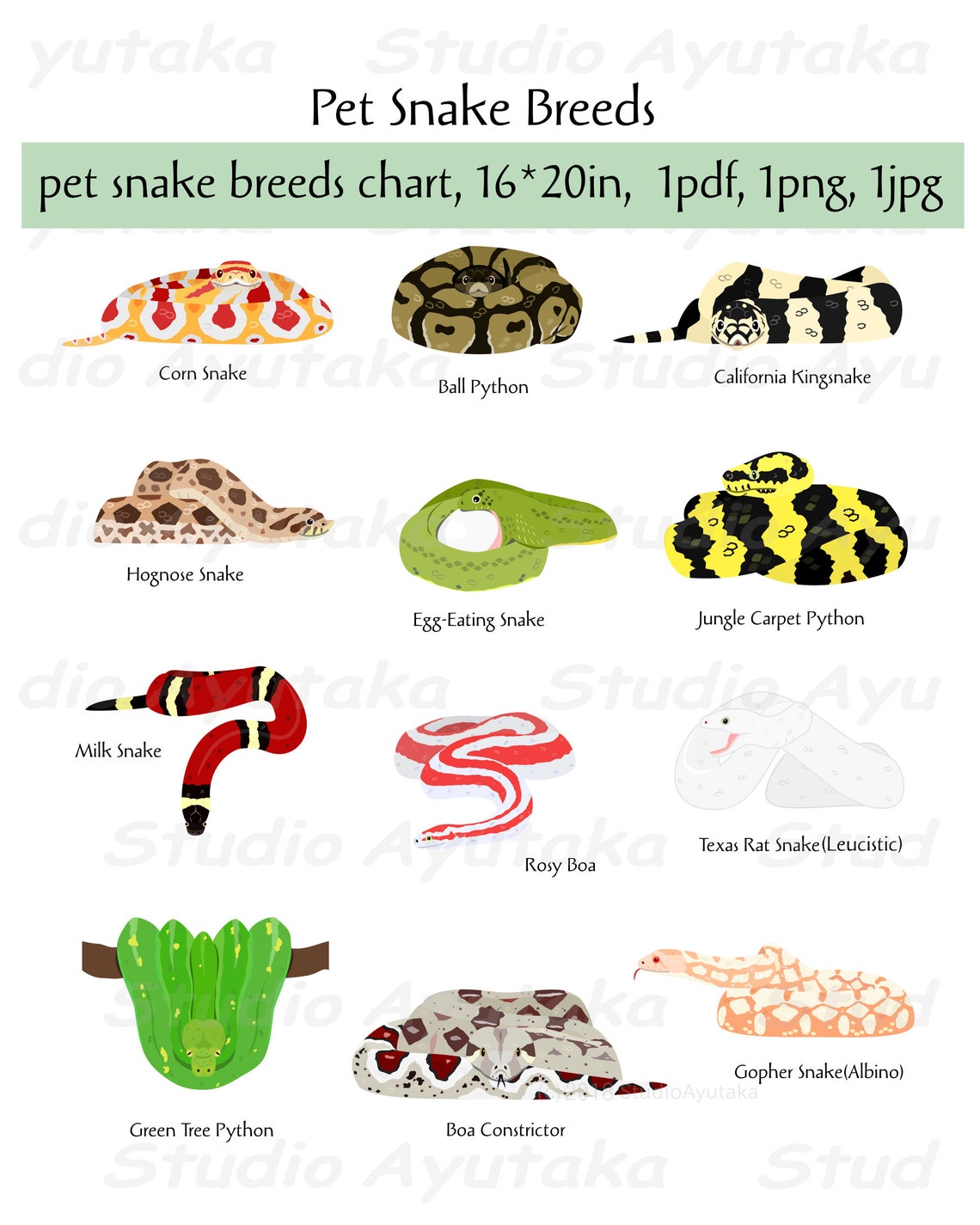12 Breeds of Pet Snake Chart, 1 Pdf, 1 Jpg, 1 Png, 16*20'' - Etsy