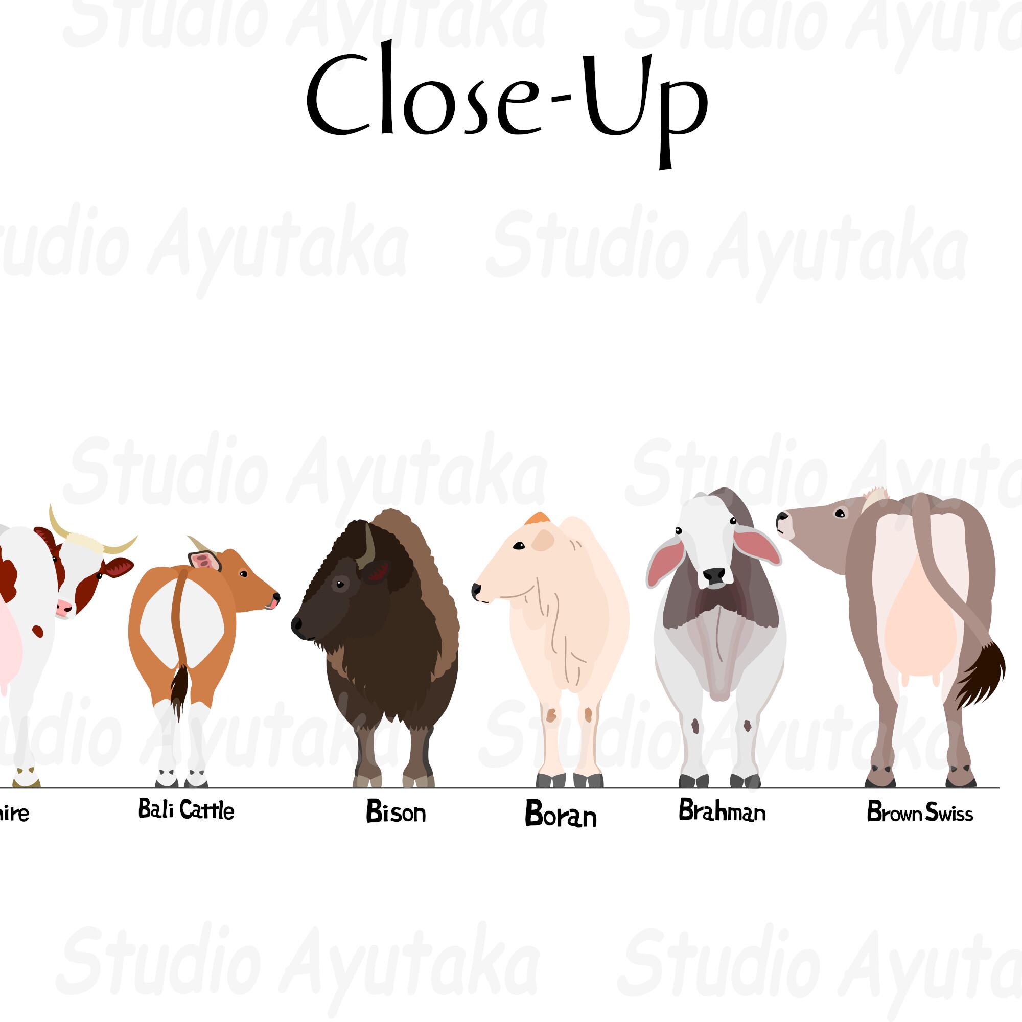 40 Breeds of Cattle Digital Chart, Svg, Jpg, Png, 16*20'' - Etsy