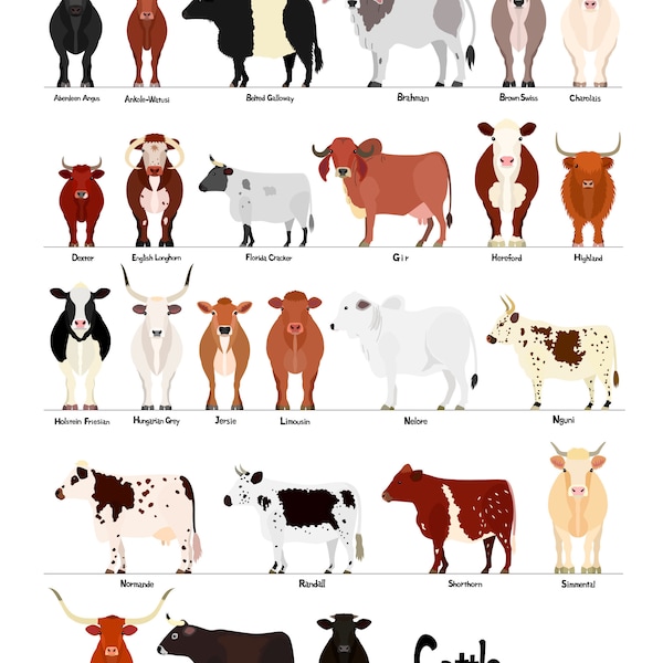 Cattle Breeds - Etsy