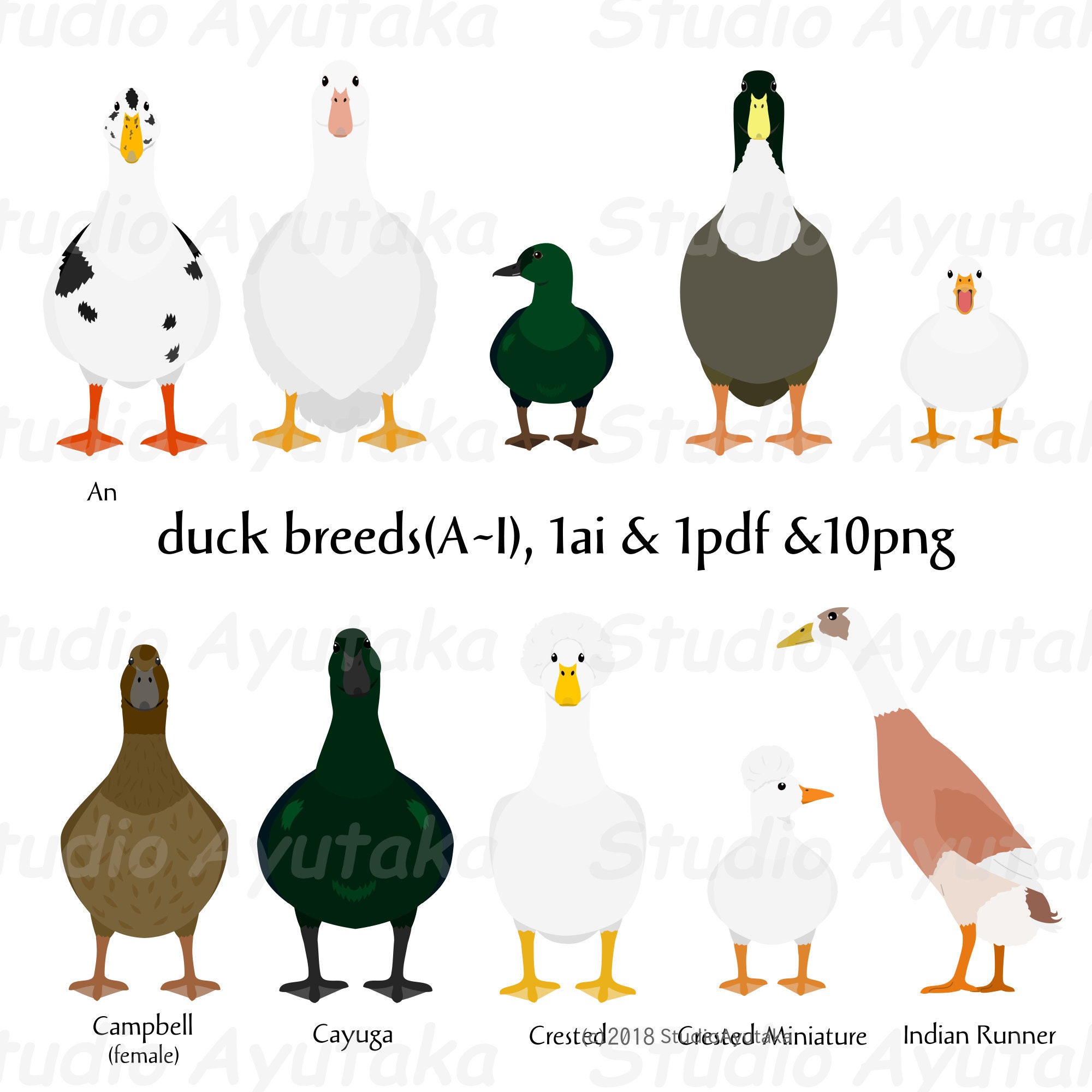 Miniature Duck Breeds