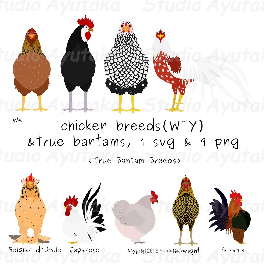 Chicken Breeds(w~y) & True Bantams, Svg, Png, Illustration, Digital ...
