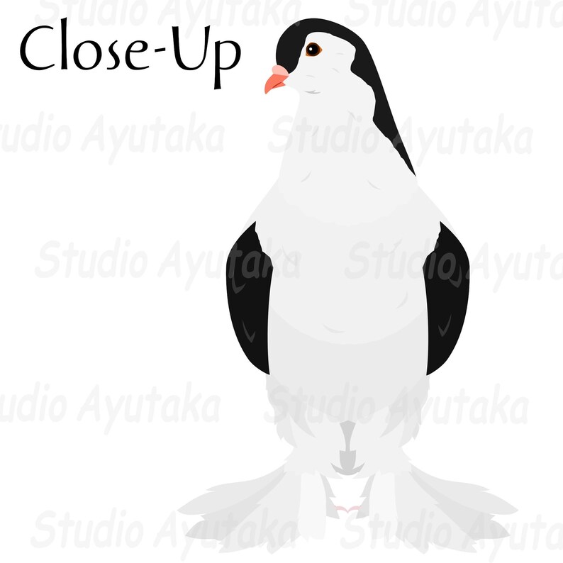 9 Pigeon Breeds Bundle(2), Png, Ai, Pdf - Etsy
