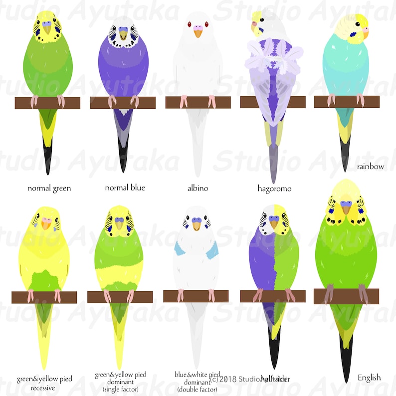 10 Types of Budgie Bundle, Ai, Pdf, Png - Etsy