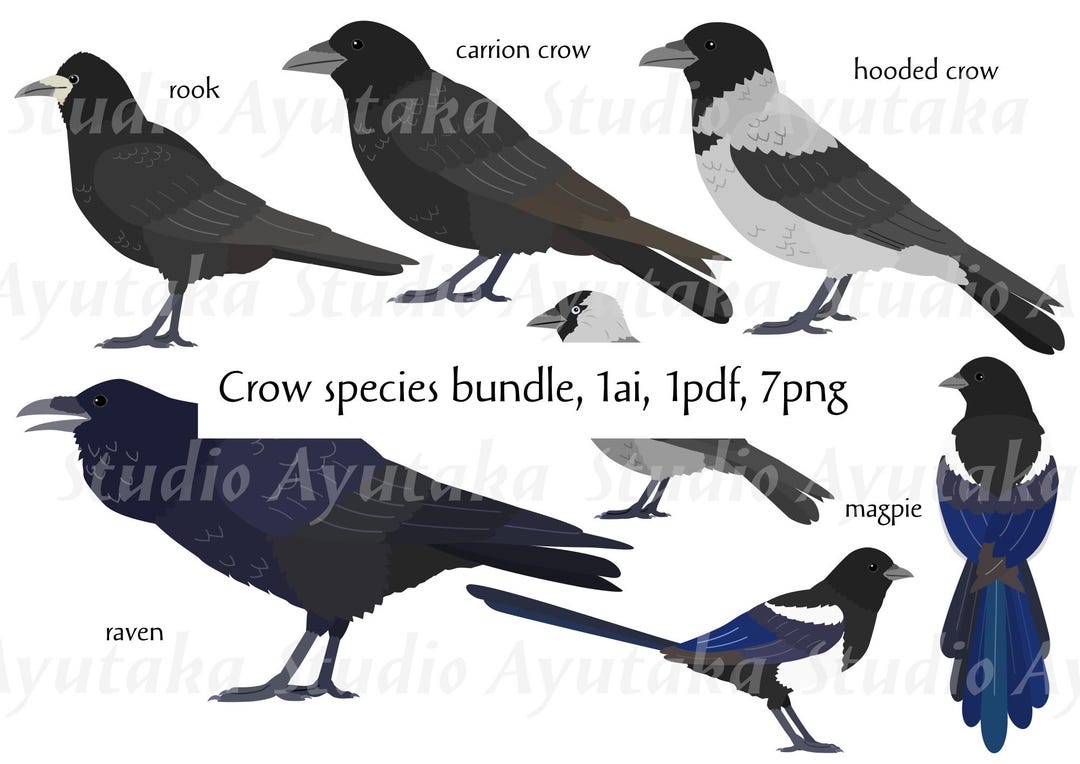 Crows Species Bundle, Ai, Pdf, Png, Illustration, Digital Drawing ...