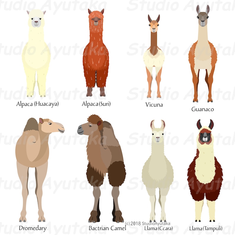 Camels Llamas Alpacas Bundle Png Ai Pdf - Etsy