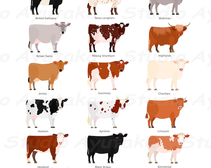 Various Breeds of Cows Chart Svg Png Jpg - Etsy UK