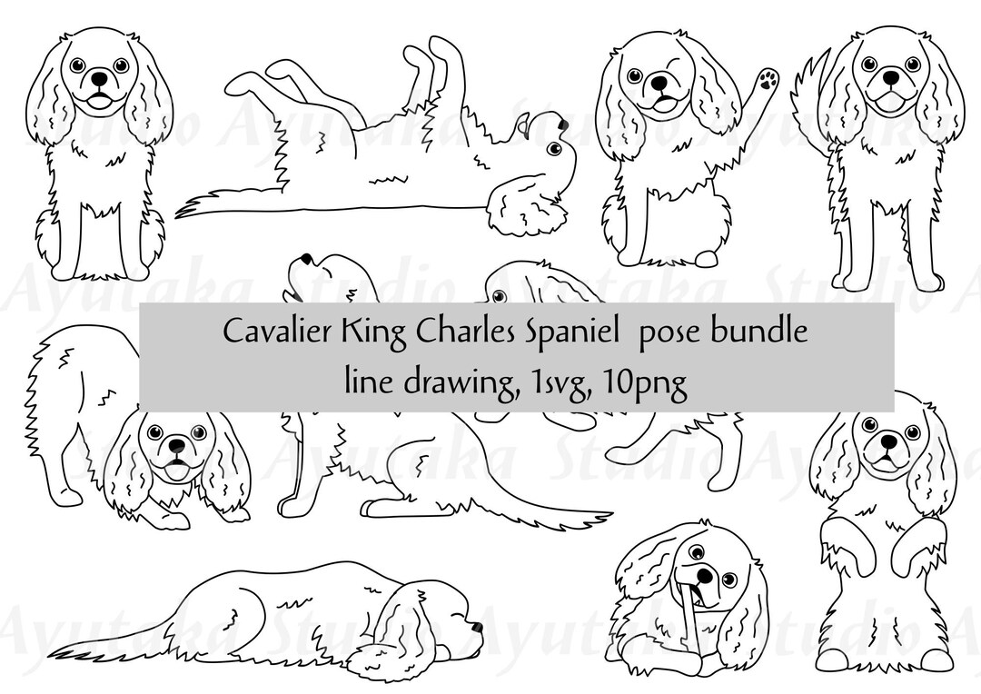 Cavalier King Charles Spaniel Pose Bundle, Line Drawing, 1svg, 10png ...