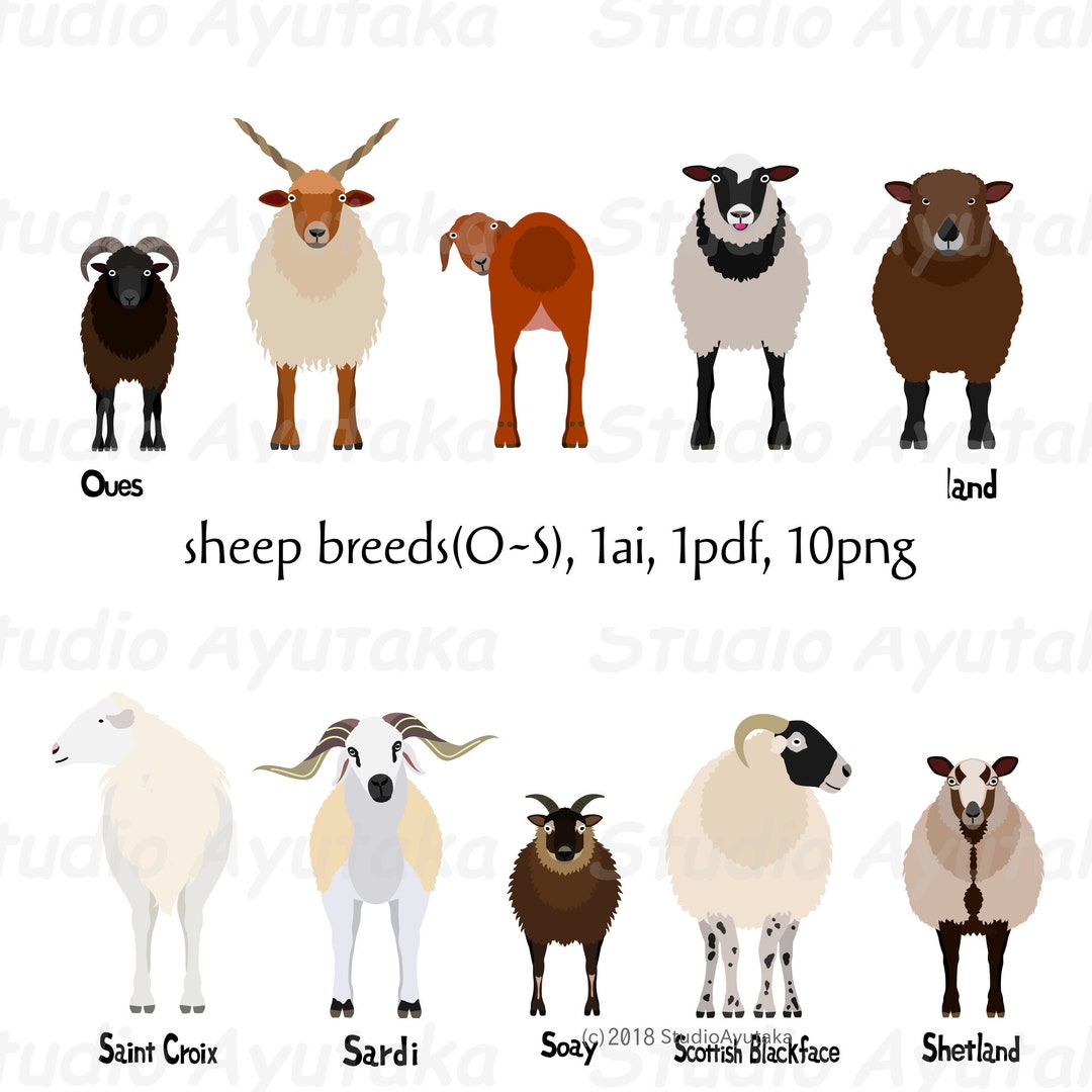 Sheep Breeds O~S Bundle, Ai, Pdf, Png - Etsy