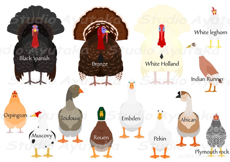 13 Popular Poultry Bundle Ai Pdf Png - Etsy